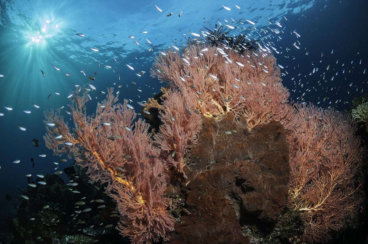 7 ökoszisztéma, amiről ritkán hallunk, pedig hamarosan örökre ...