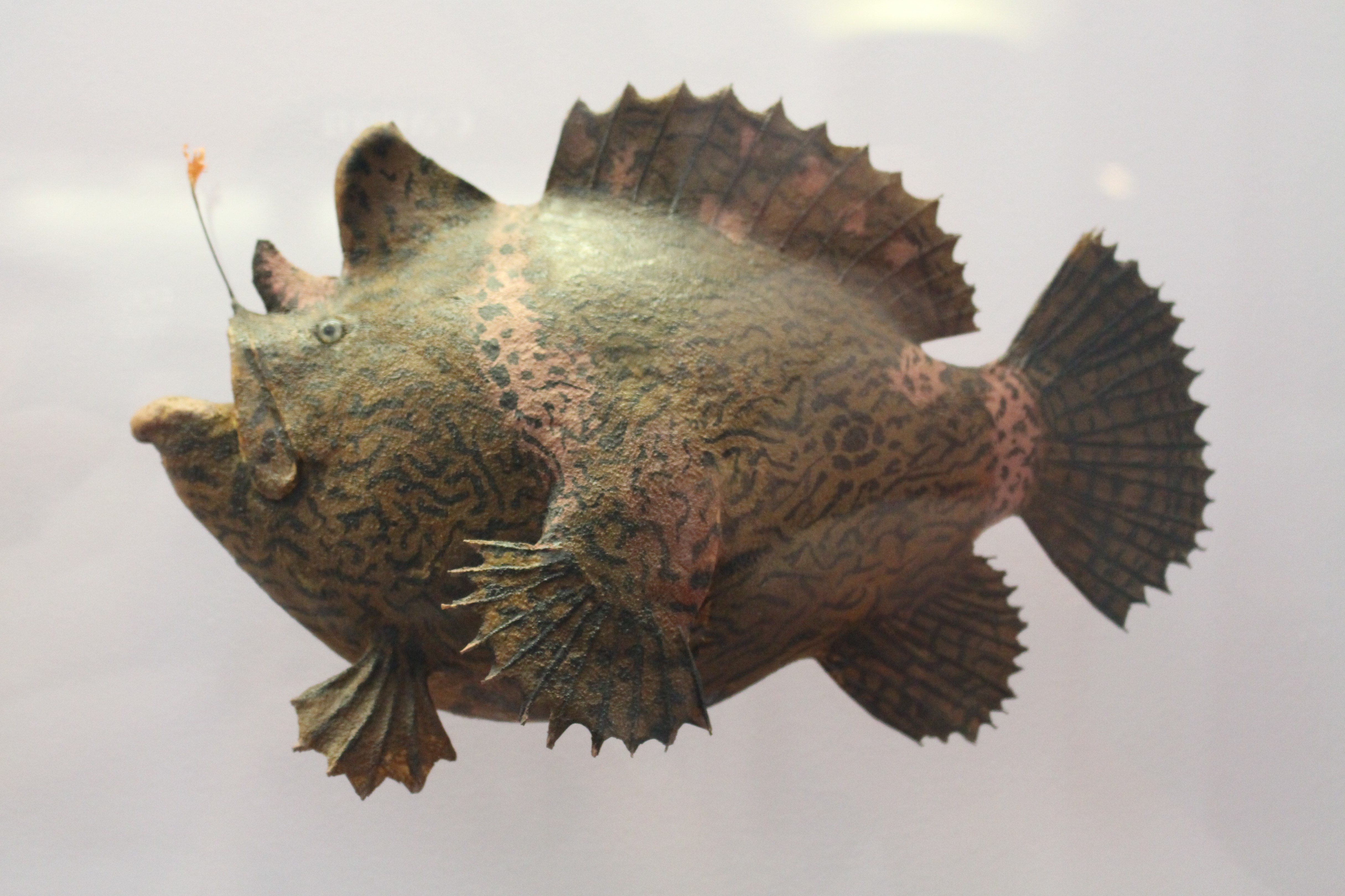 A horgászhal szexuális-parazitizmusa rejtheti a kulcsot a fertőzések ...